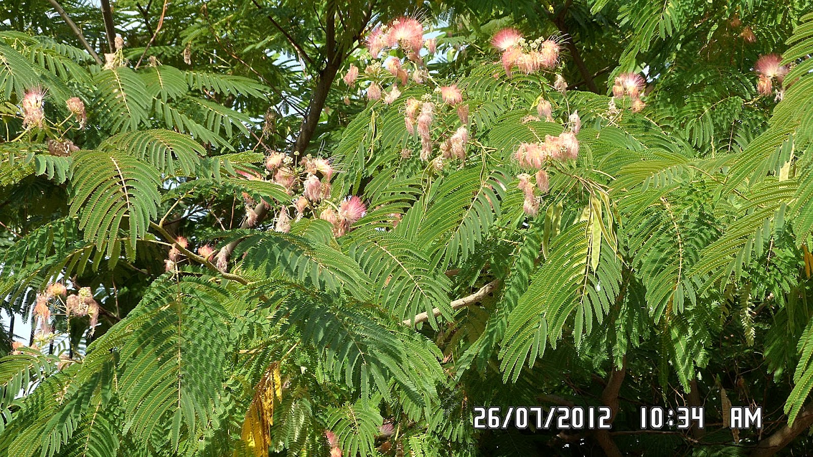 Espíritu de Árbol: Árbol de la Seda