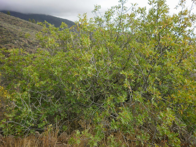 CUADERNO DE GEOGRAFIA CANARIA: Almácigos.