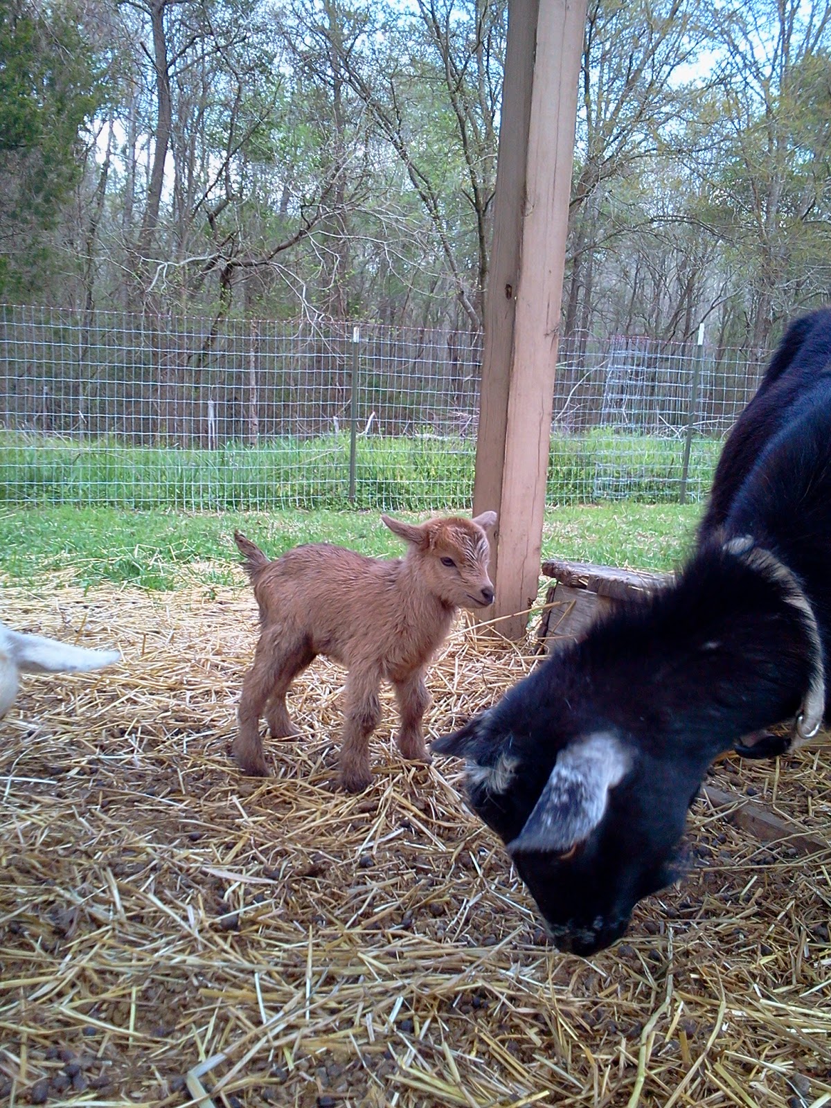 The Crafty Farmstead: Newborn Baby Goat