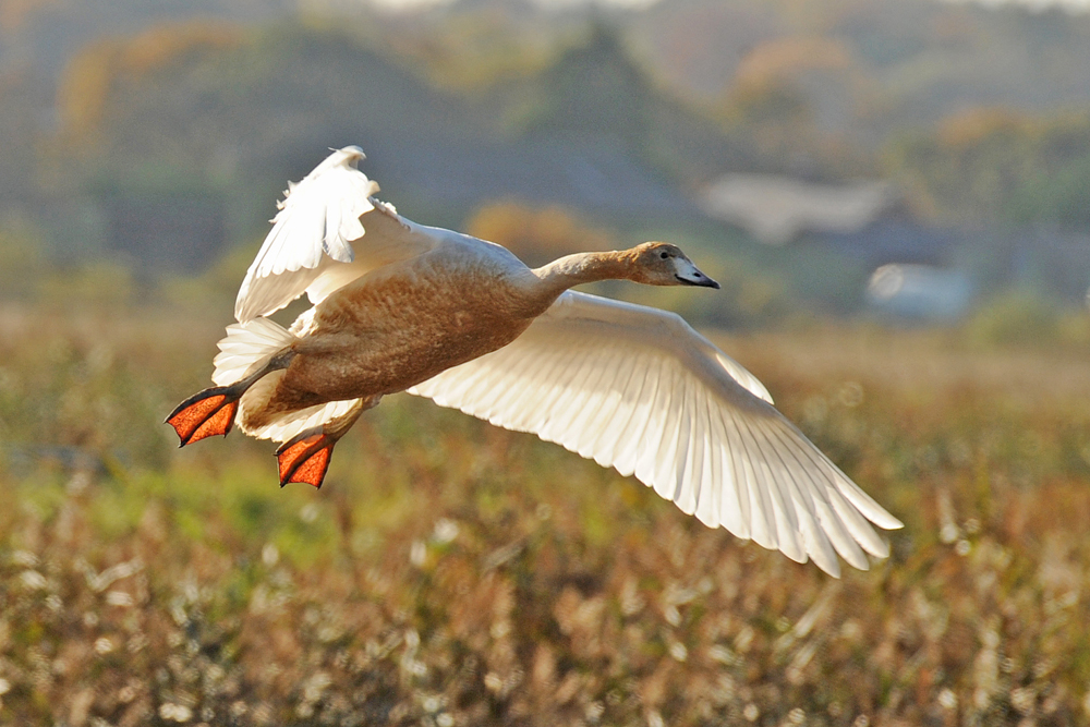 Brian Rafferty...Wildlife Photographer: Wonderful Whoopers