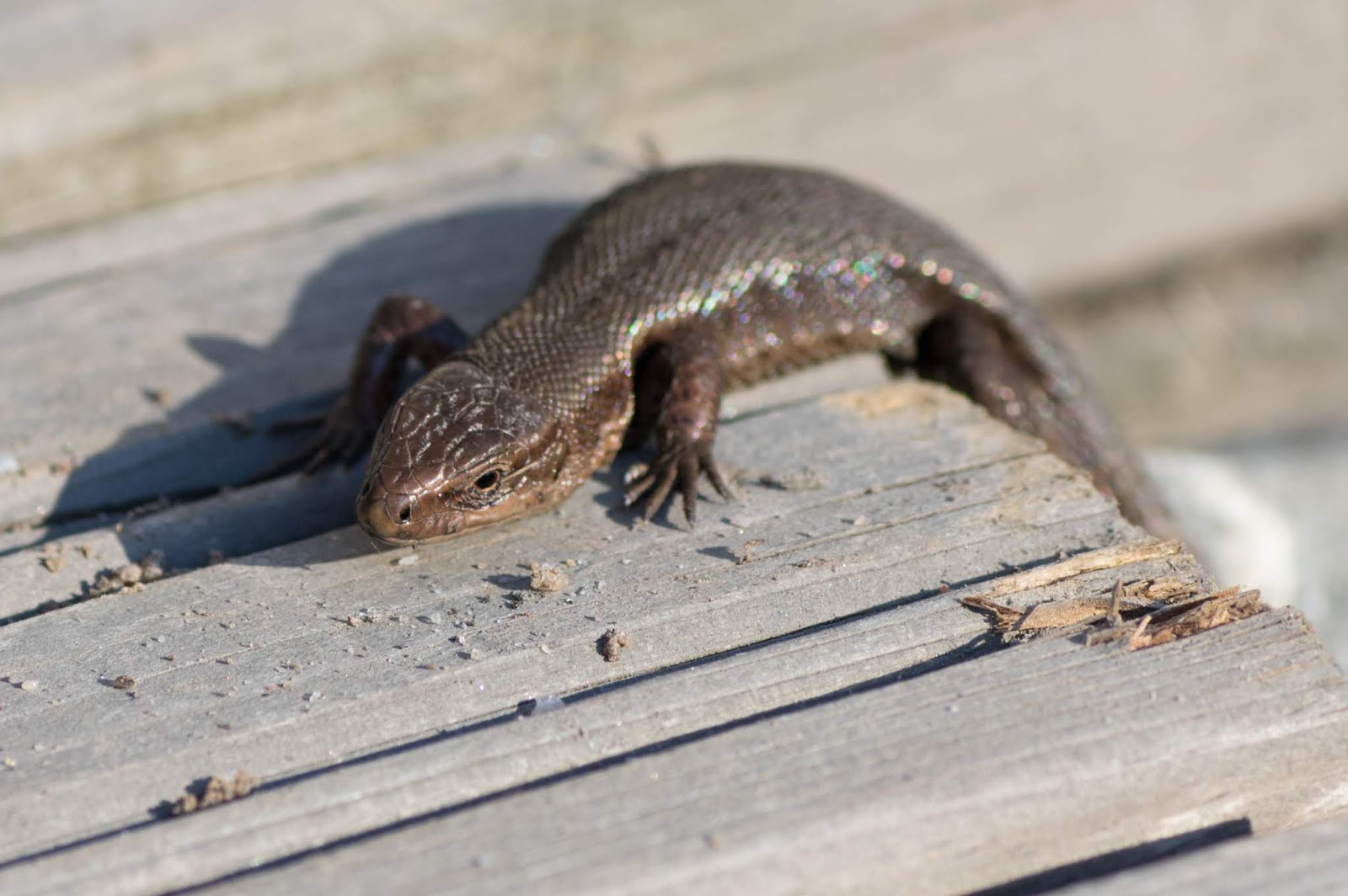 Kesätuulian mutamäki: Kevään merkit: Sisilisko ja messulippujen voittajat!