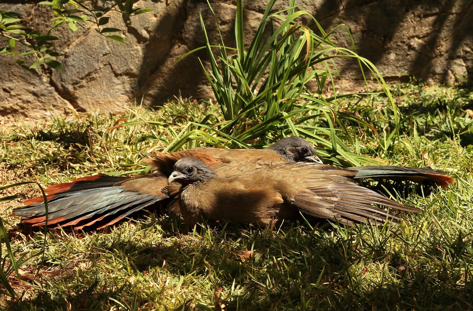 Nuestro bello mundo...: Rufous-vented Chachalaca, Ortalis ruficauda ...