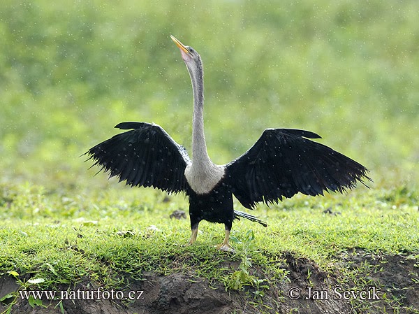 PHOTO KA SABSE BADA COLLECTION: ANHINGA BIRD
