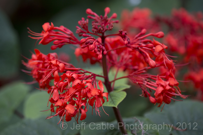 Jeff Cable's Blog: The flowers of Hawaii: Beautiful vegetation on the ...