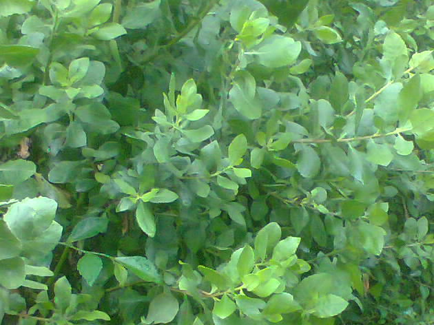 MANFAAT DAUN BELUNTAS UNTUK KESEHATAN | Pertanian