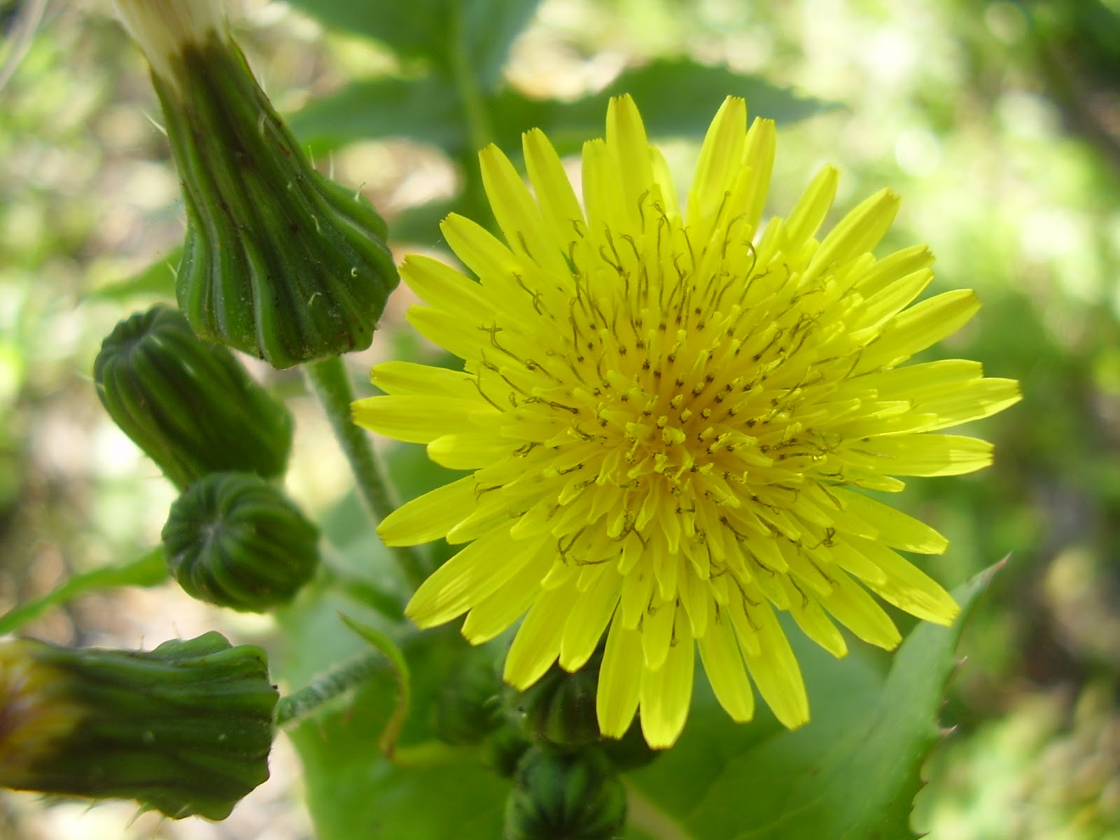 Naturaleza entrerriana: Sonchus oleraceus