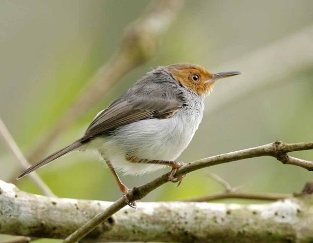 Gambar macam-macam Ciblek - Blog Burung Kicauan