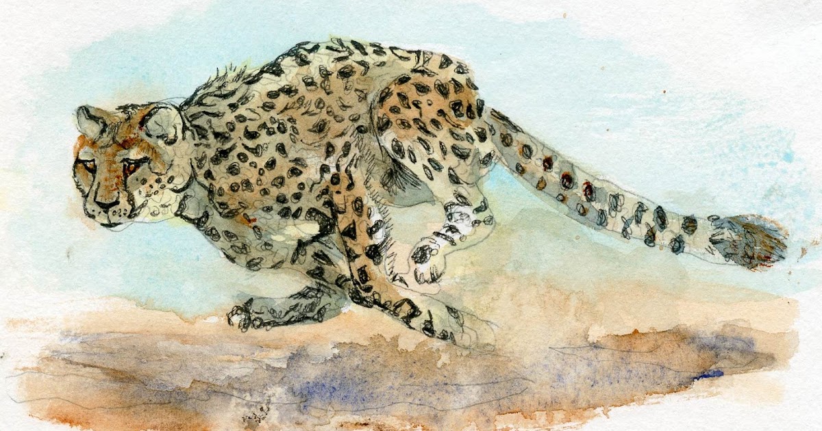 Postcards for the Lunch Bag: Cheetah #PostcardsForTheLunchBag ...