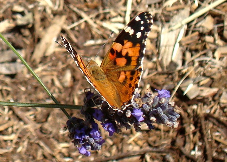 PHOTOS DE VENDEE: Deux papillons...