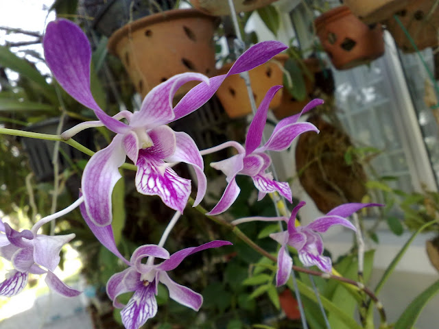 Dendrobium Ceasar