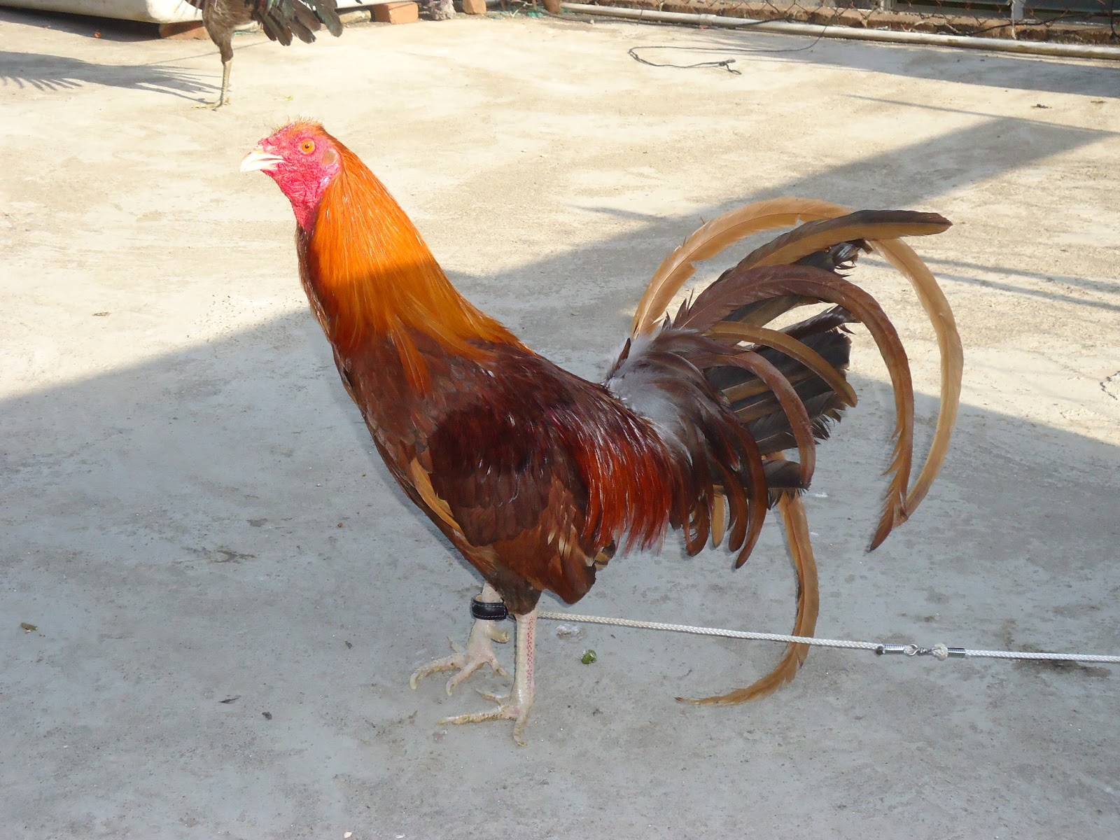 GUATEMALA GALLOS DE PELEA: GOLDEN