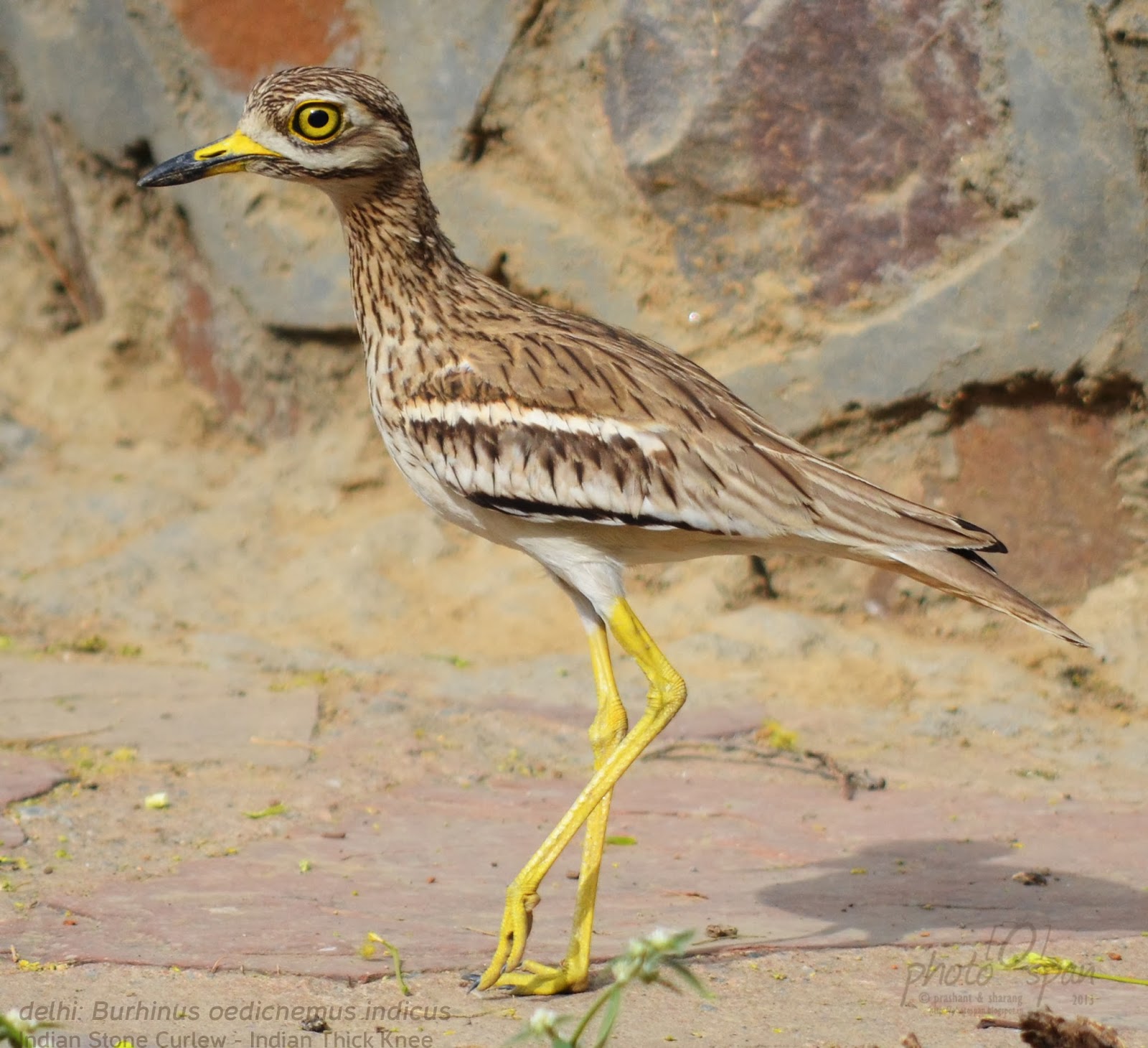 Indian Thick-Knee or Indian Stone-curlew: Burhinus indicus | Photo Span