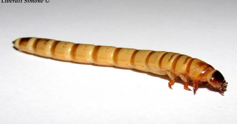 Ramulus artemis & Co.: Zophobas morio