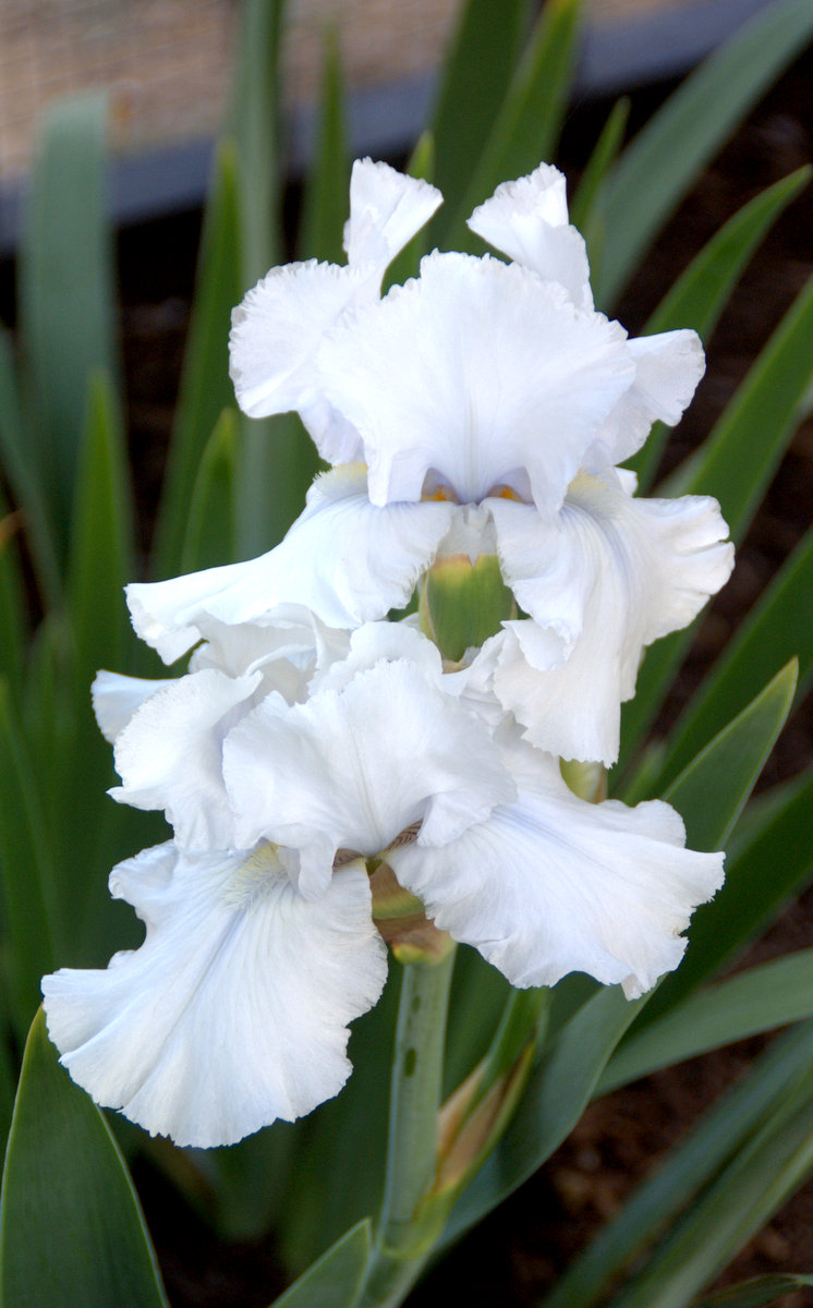 Organic Garden Dreams: September 2015