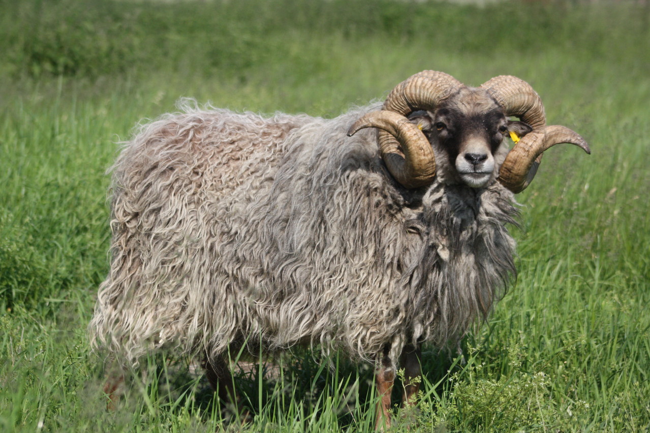 driftwool: Skudden: Alte Rasse - alte Farben