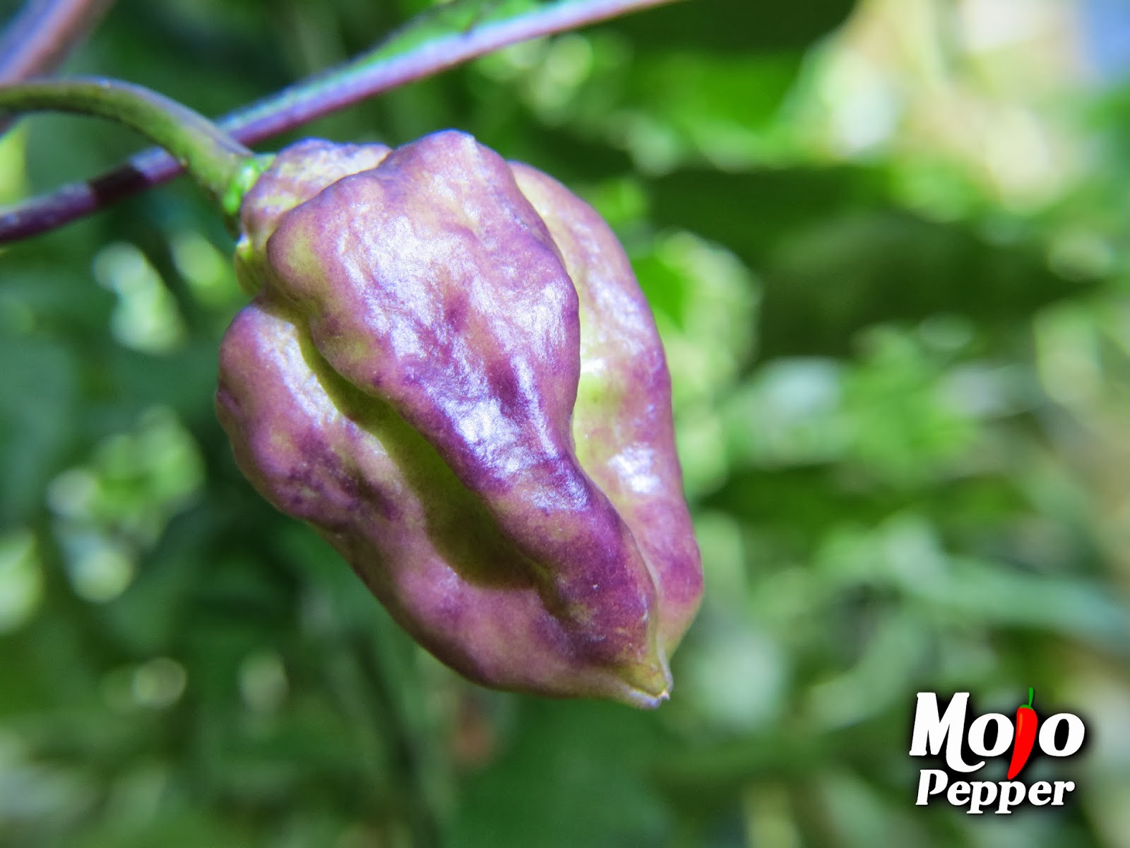 The Mojo Pepper - Just a Chili Pepper grower: Yaki blue e tiger pink