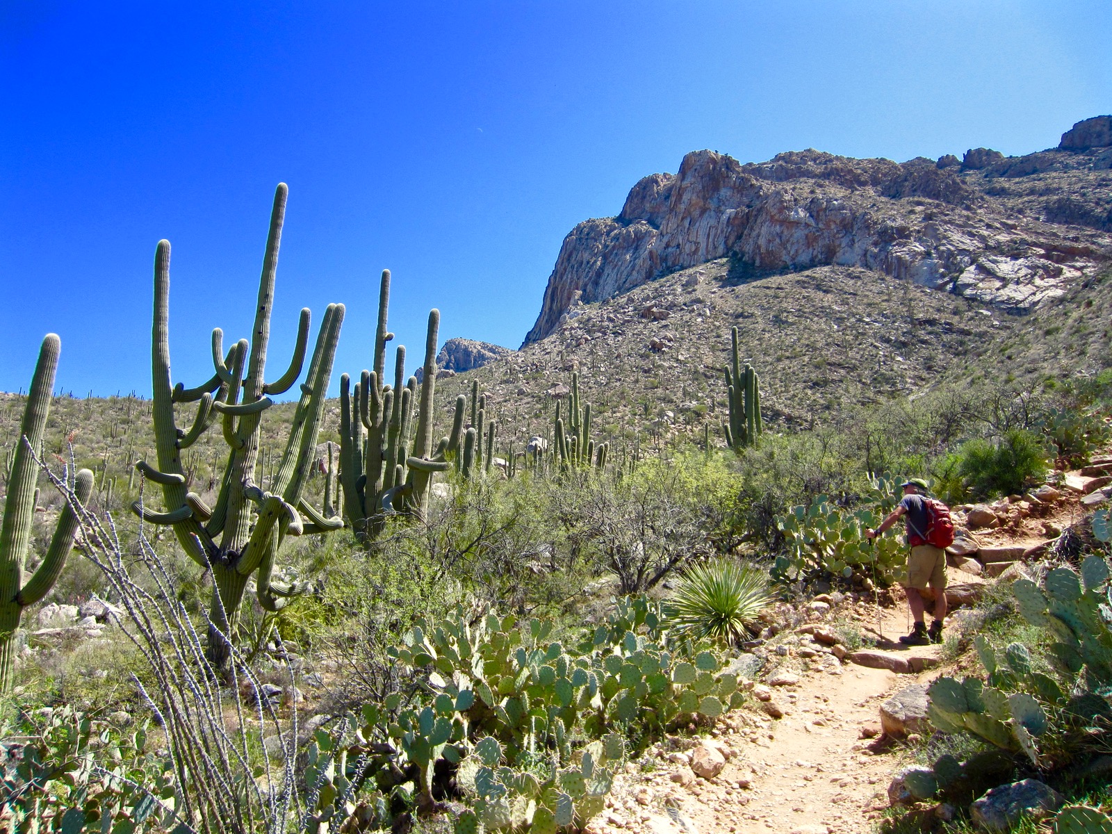 Earthline: The American West: Pusch Peak, 5,361', Pusch Ridge Wilderness