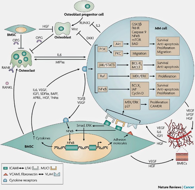 PatologíaBlog2014: Mieloma Múltiple