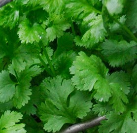 Huerto urbano, agricultura técnica, hidroponía: Culantro o cilantro ...