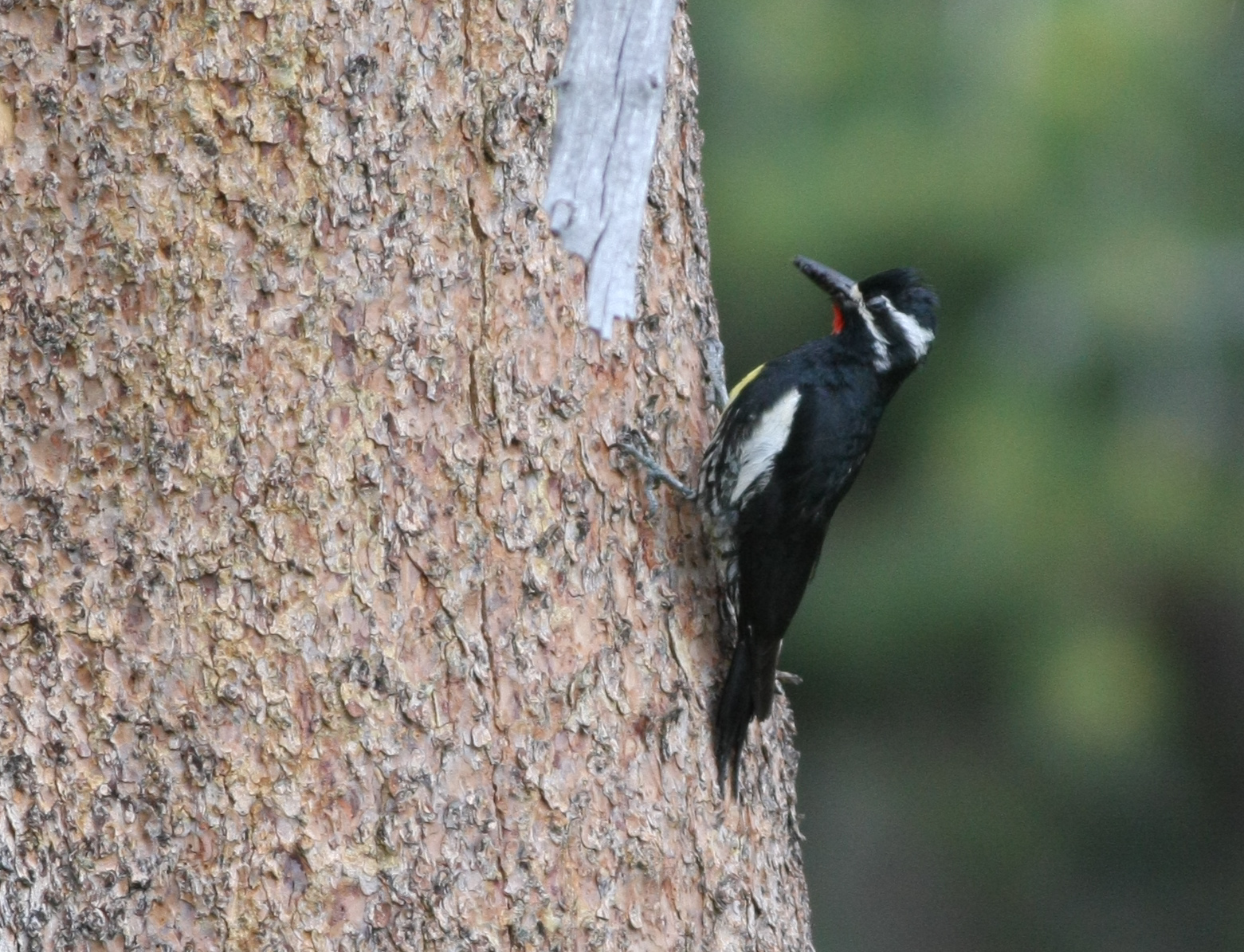 Such-n-Such Bird Blog