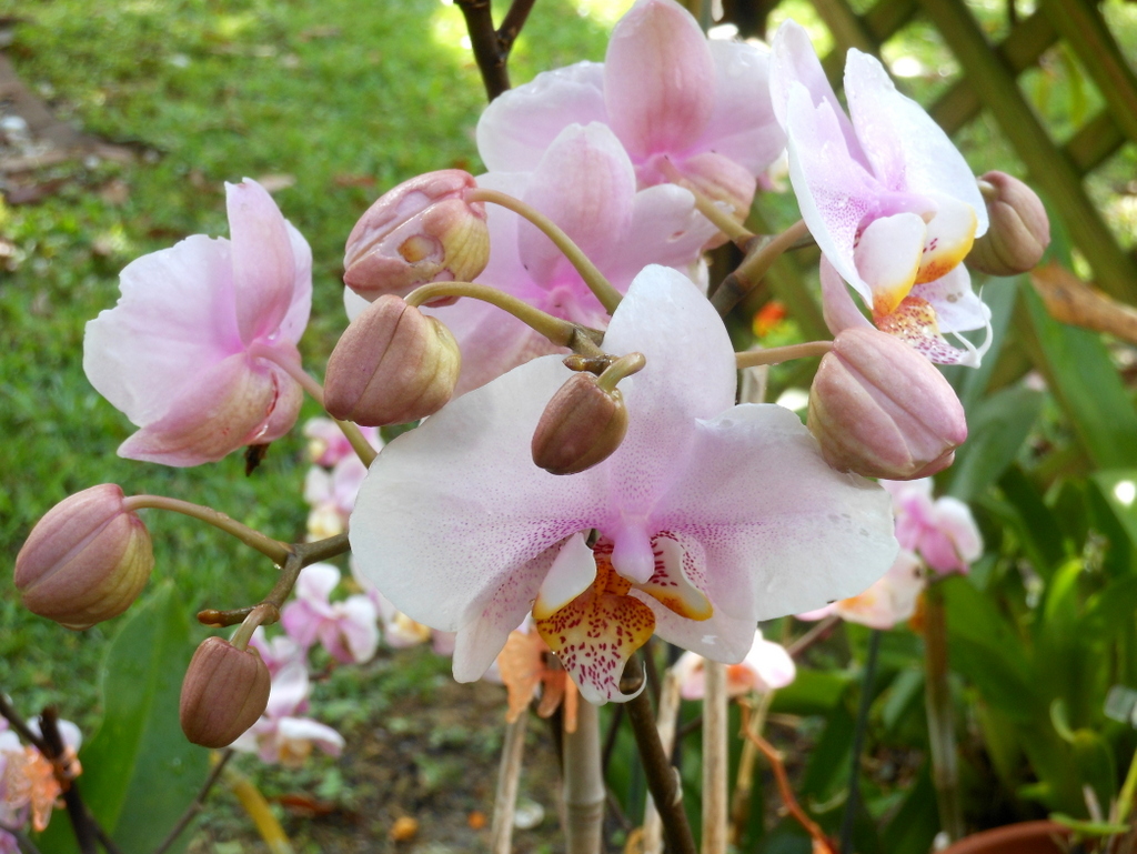 Aerides Designs - Handcrafted Gemstone Jewelry