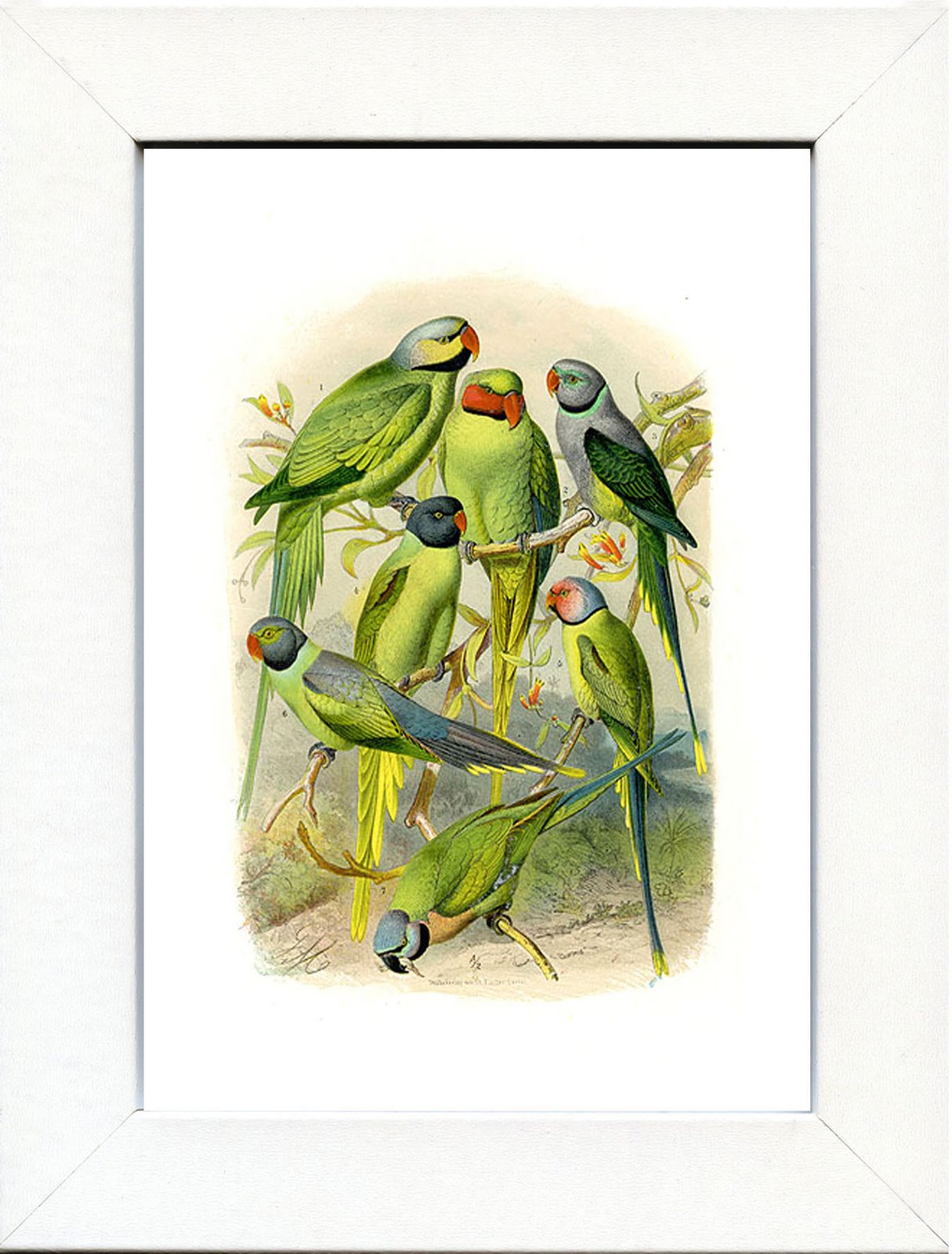 jjjewel.resimlerim: PAPAĞAN TEMALI RESİMLER