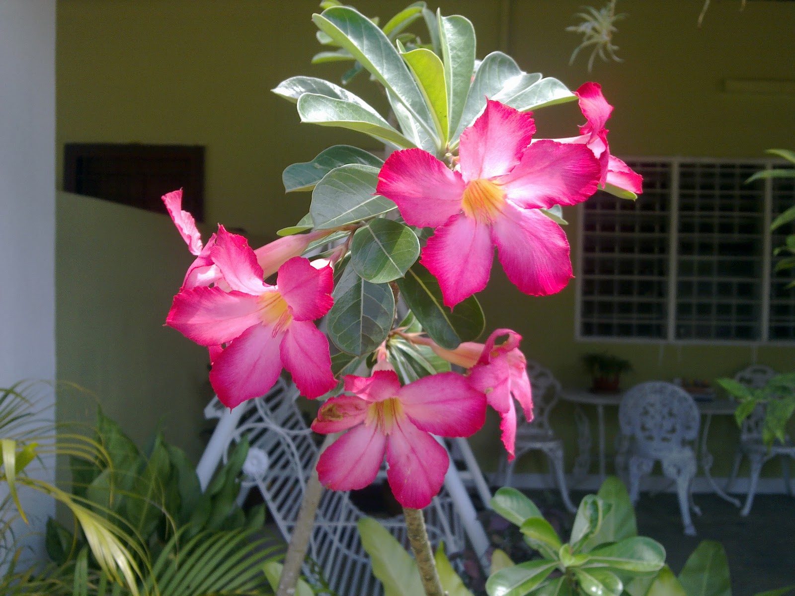 Greenfingers: Bunga Kemboja Jepun