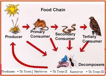 A Food Chain ~ Muzumasiha Kuba