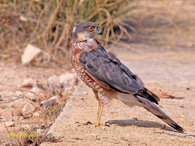 Miguel fotografia: Gavilán común (Accipiter nisus)