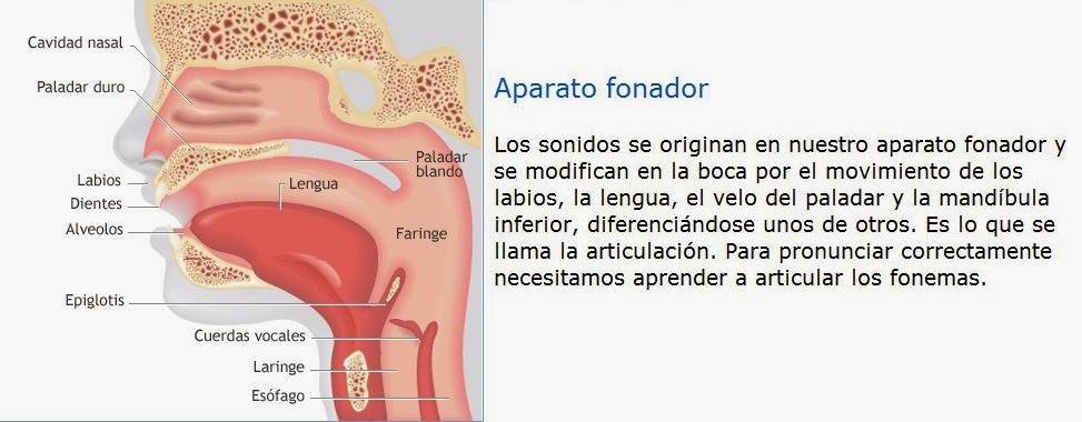 Castellano y Literatura: Los Fonemas y el Alfabeto