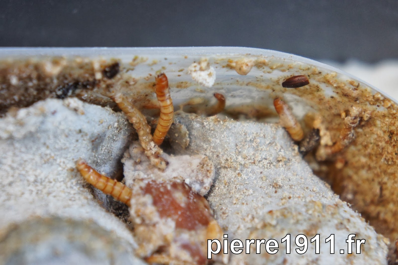 Vers de farine > présentation | Autonomie alimentaire et énergétique