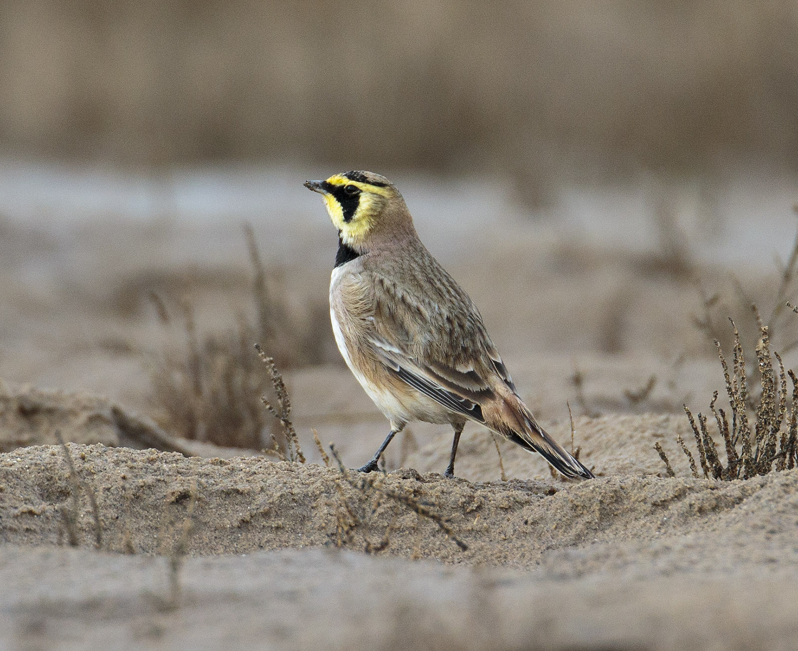 pewit: Horned Lark