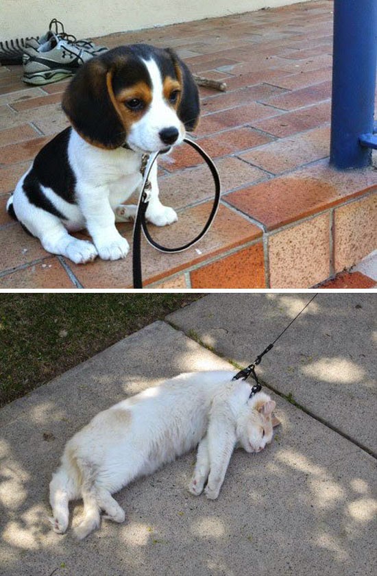 Conteng2Kreatif: Anjing Vs Kucing ( 11Gambar )