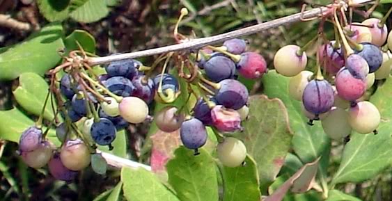 पहाड़ी डायरी