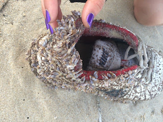 Salish Sea human foot discoveries