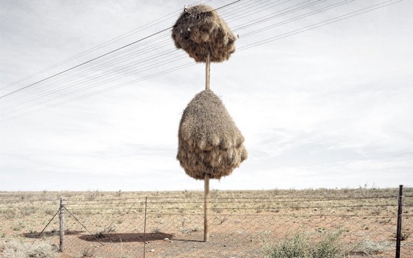 Some Really Weird Bird Nests - Priceless Pic
