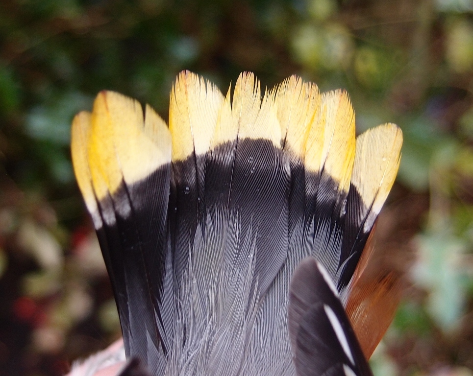 Two in a bush: Waxwing lyrical part 18 - WaxFinch weekend