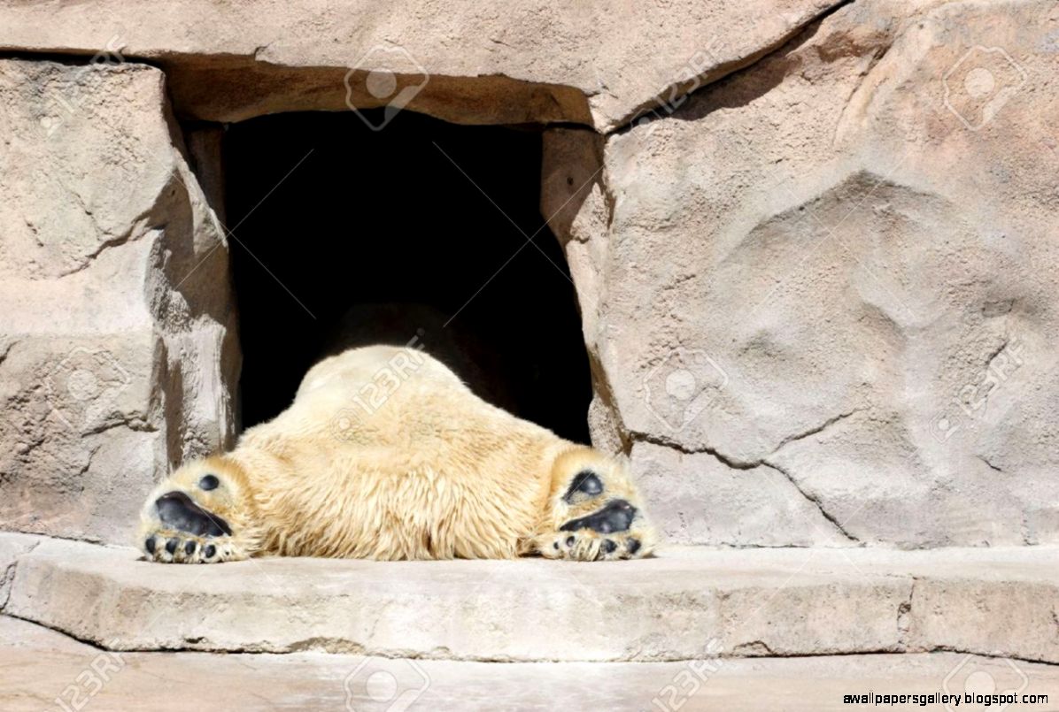 Polar Bear Cave | Wallpapers Gallery