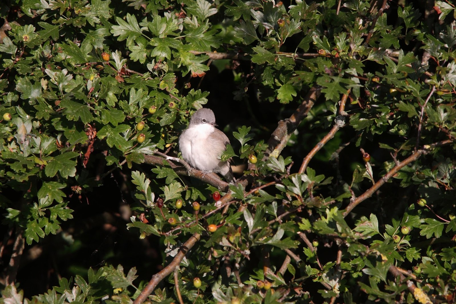Wanstead Birding: September 2016