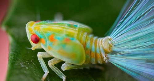 Crazy-Haired Mystery Bug Found In Suriname : Haired Planthopper | Most ...