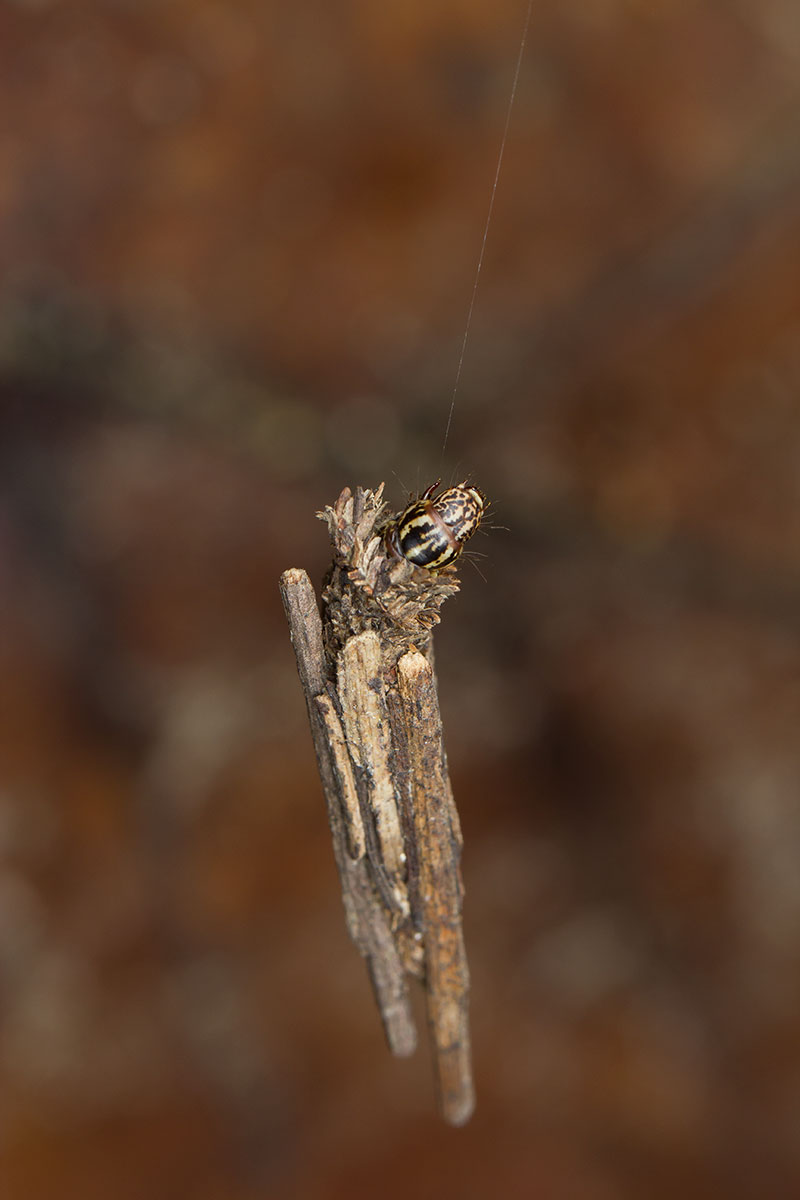Macro Photography: Bagworm Moth Caterpillar (Psychidae)