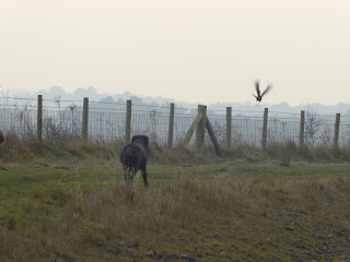 Dog Blog: Ozzy and all the black dogs, chasing crows and splashing about