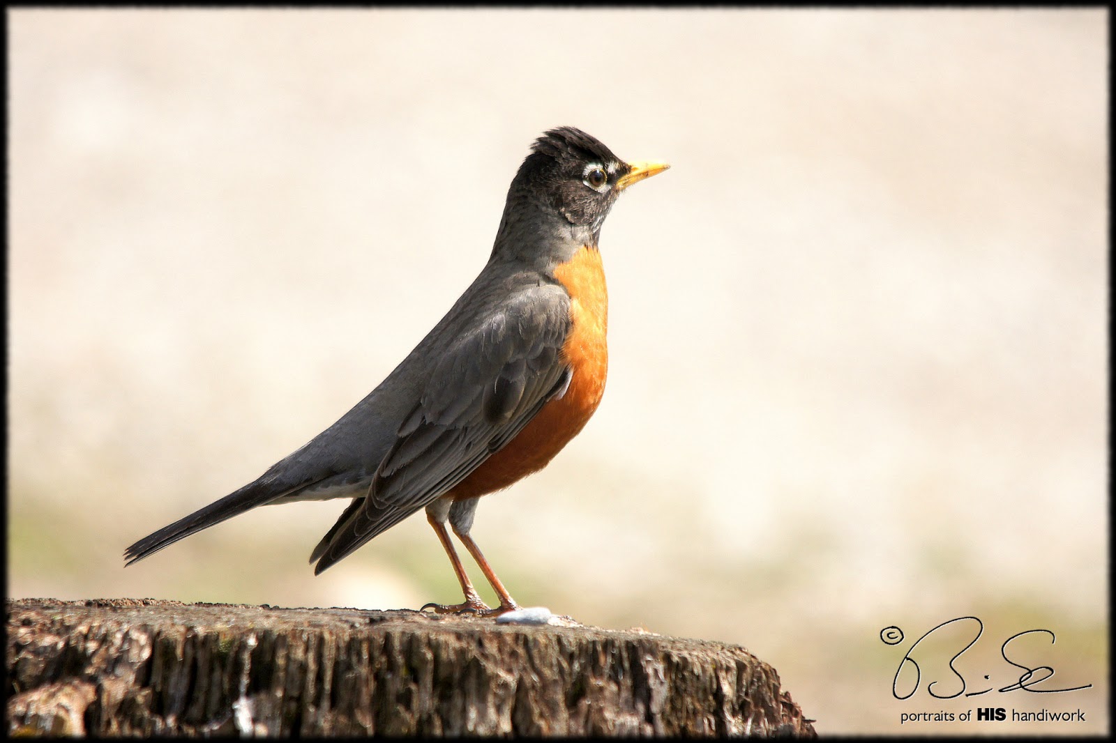 portraits of HIS handiwork: Backyard Birds