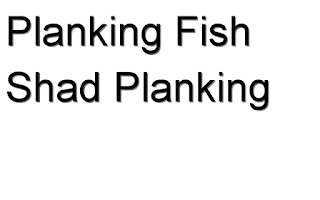 Shad Planking - Planking Fish