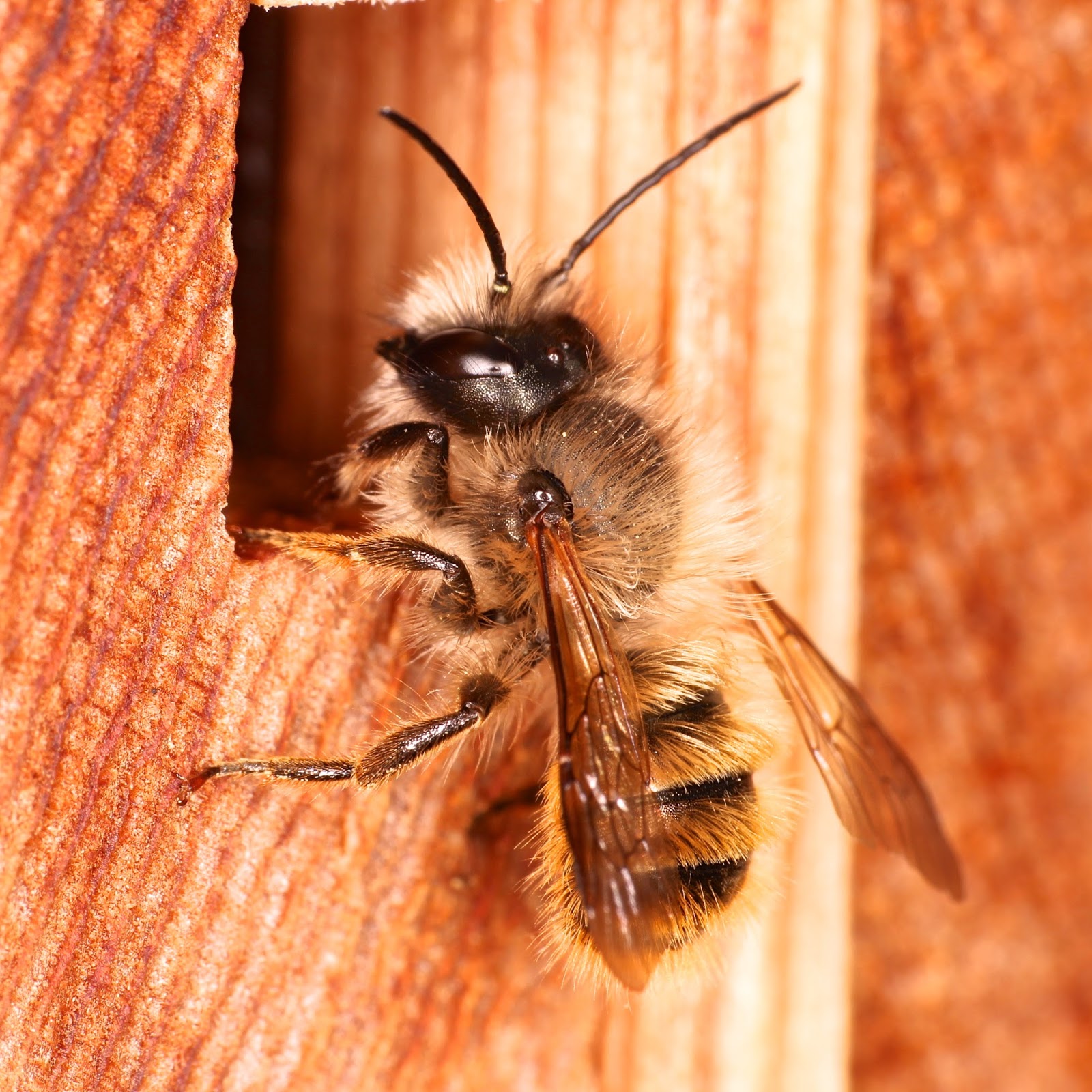 TrogTrogBlog: Bee of the week - Red mason bee