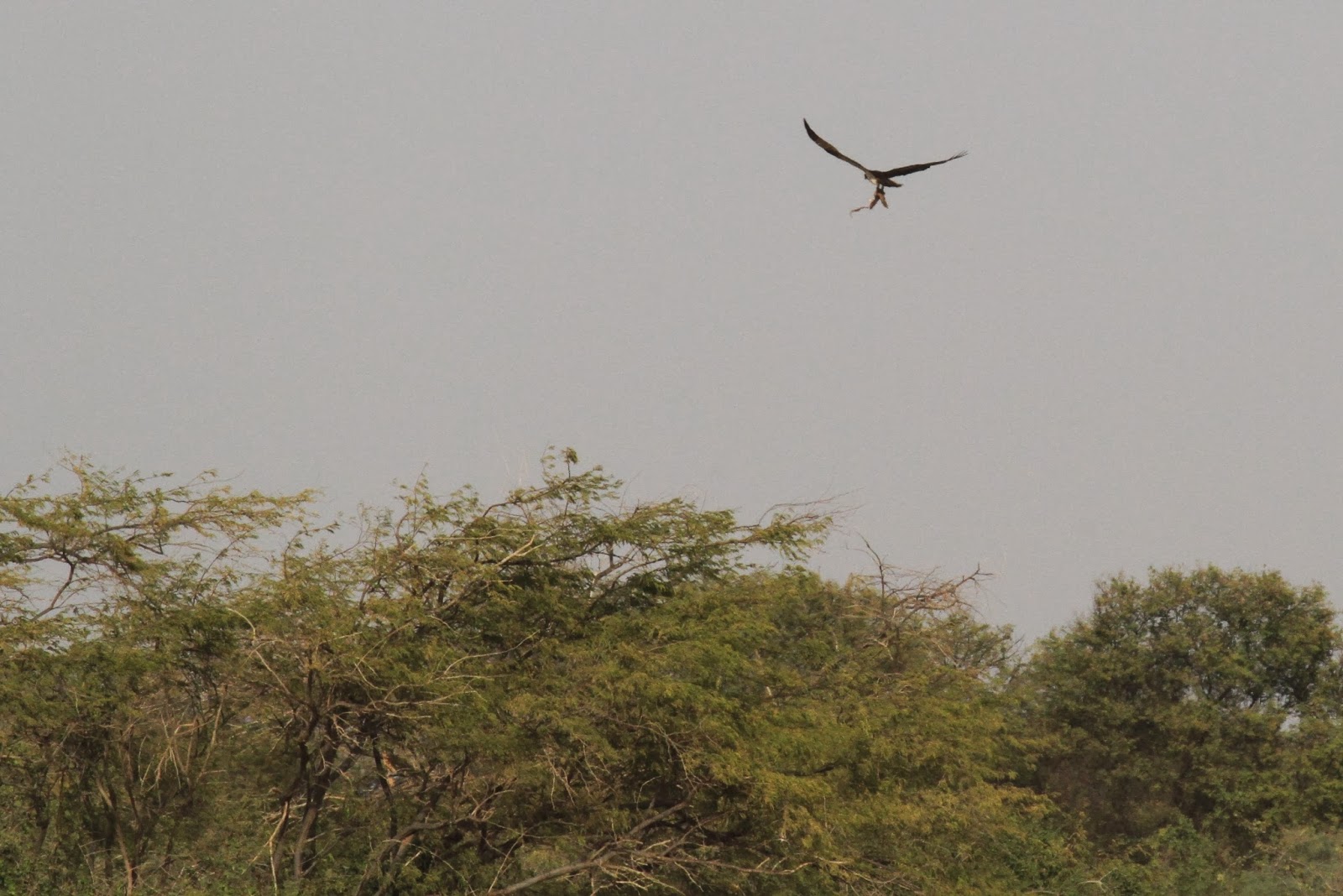 30, les monstres du loch Gainthe (PNOD)...