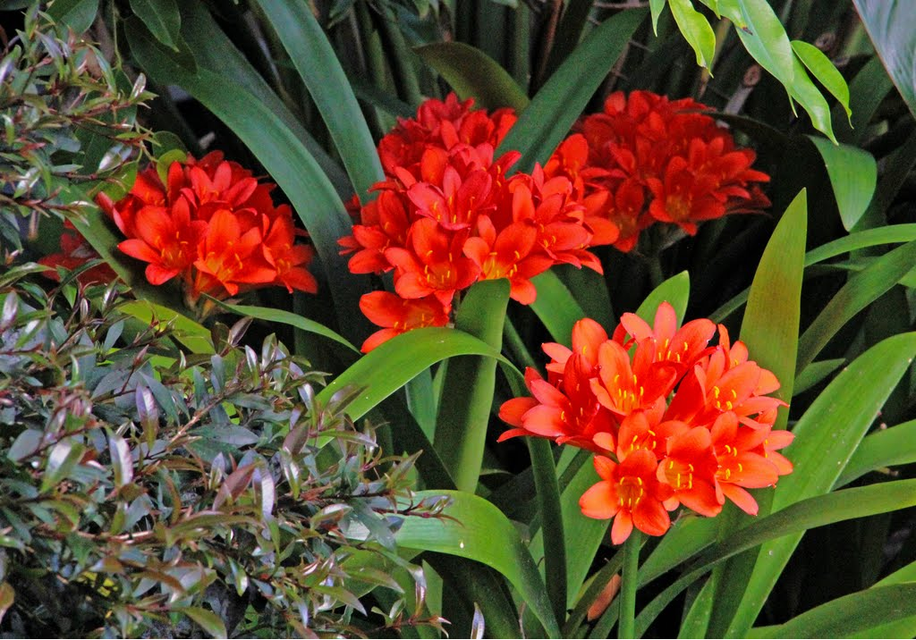 tropicalia: "flora de Angola"