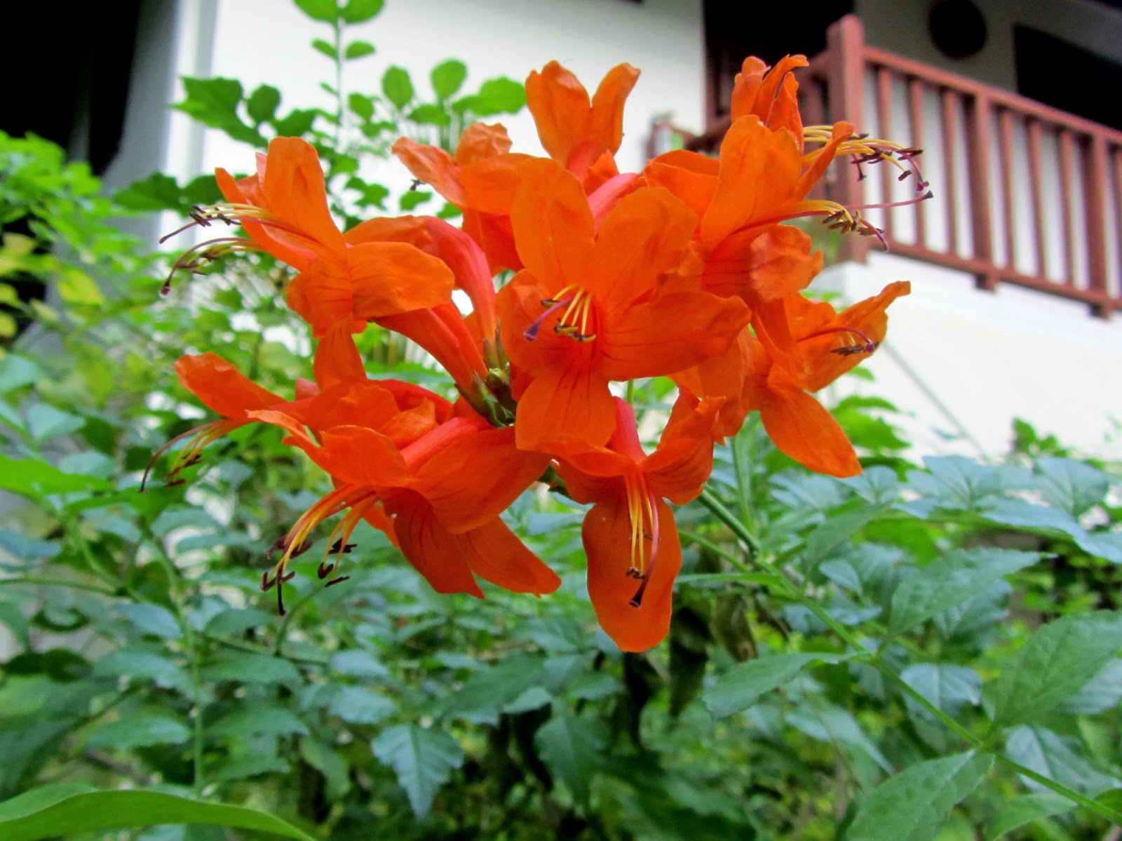 Using Georgia Native Plants: Tropical Cousins