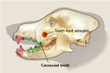 PSICOLMASCOT: El bulto en la cara de un perro es probablemente por la ...