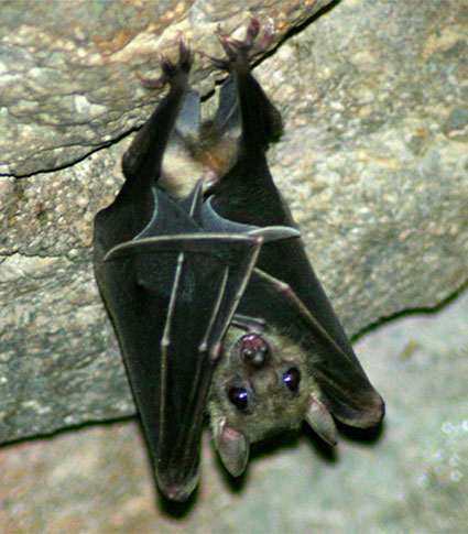 FAQBIO - Apoio ao Estudo de Biologia: Os Morcegos